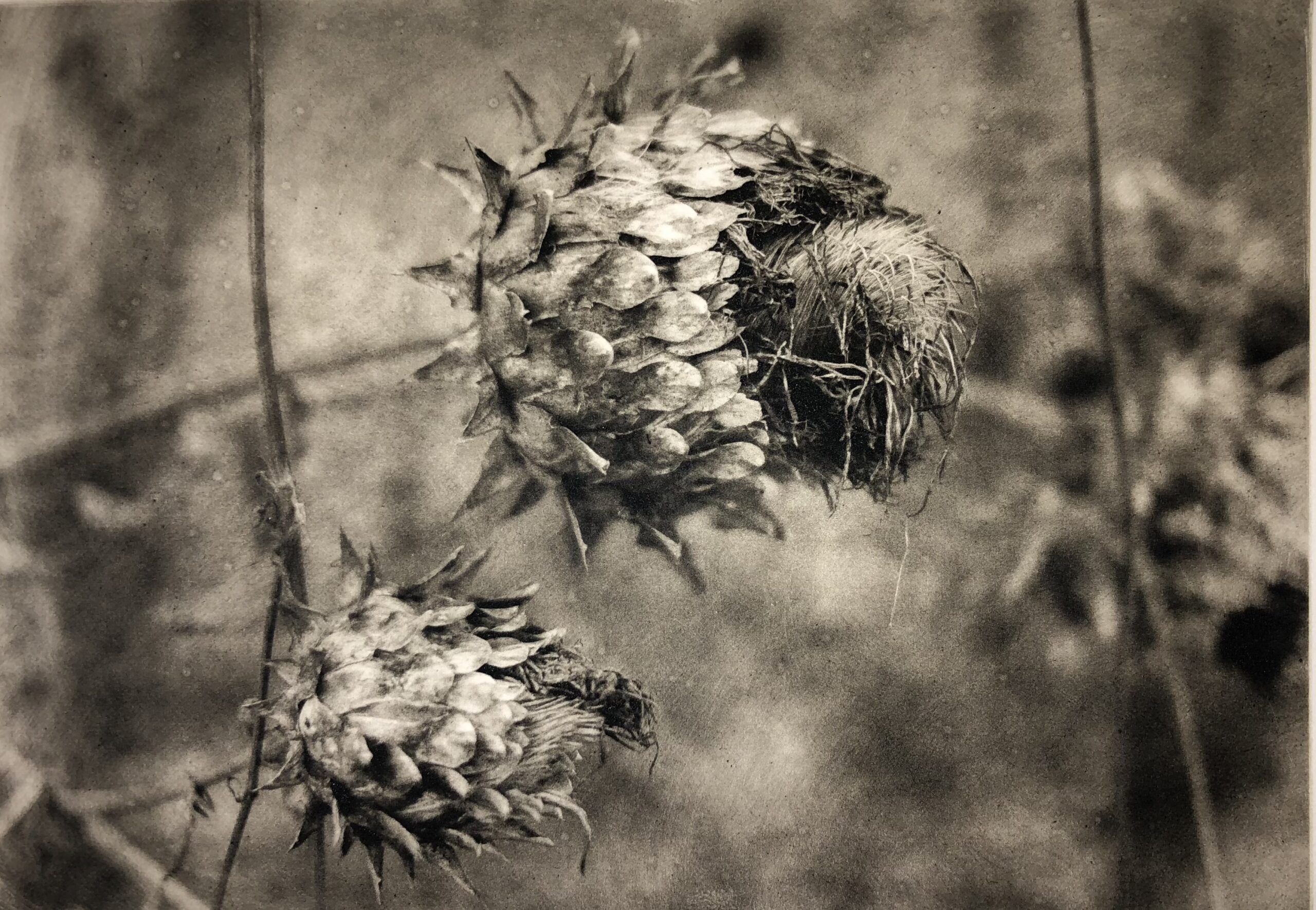 The Polymer Photogravure Process – Stedman Print Gallery